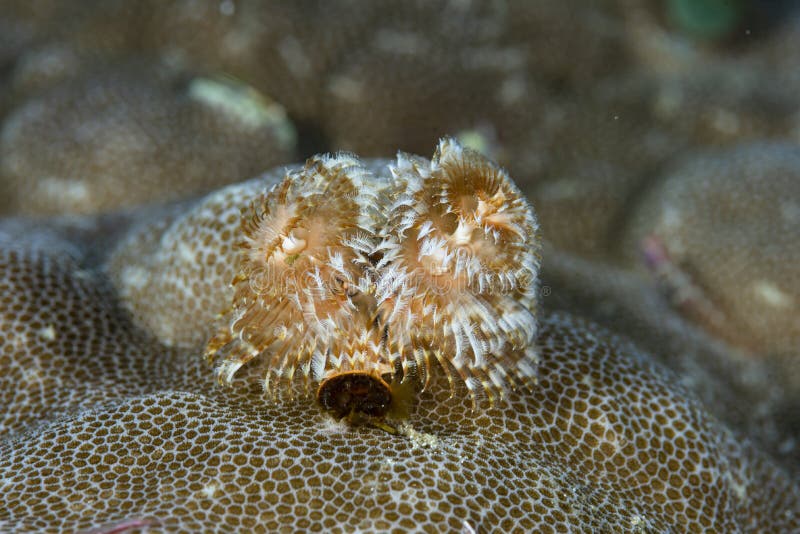 Christmas Tree Worm Spirobranchus Giganteus Stock Photo - Image of ...