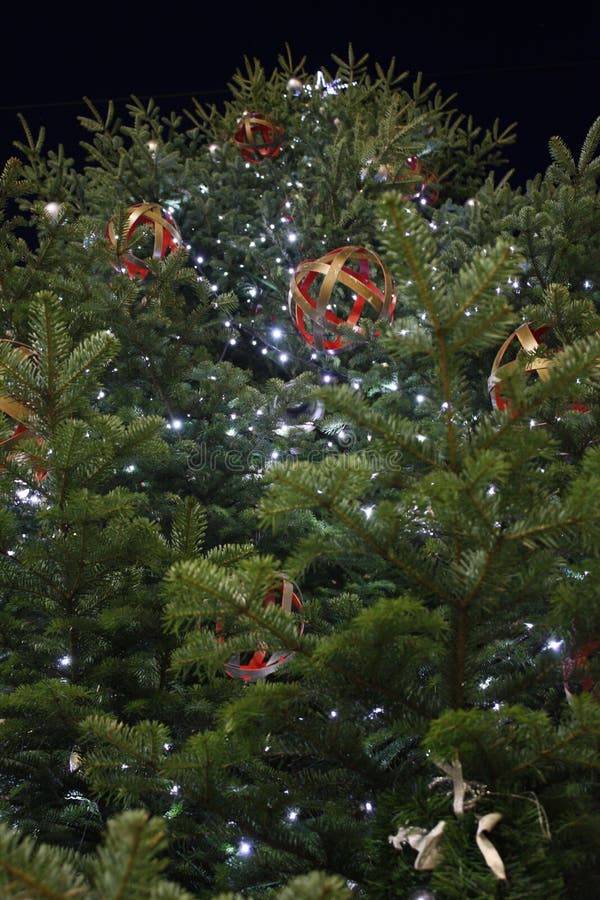 Christmas Tree in Zadar Croatia Stock Photo - Image of blue, nature ...