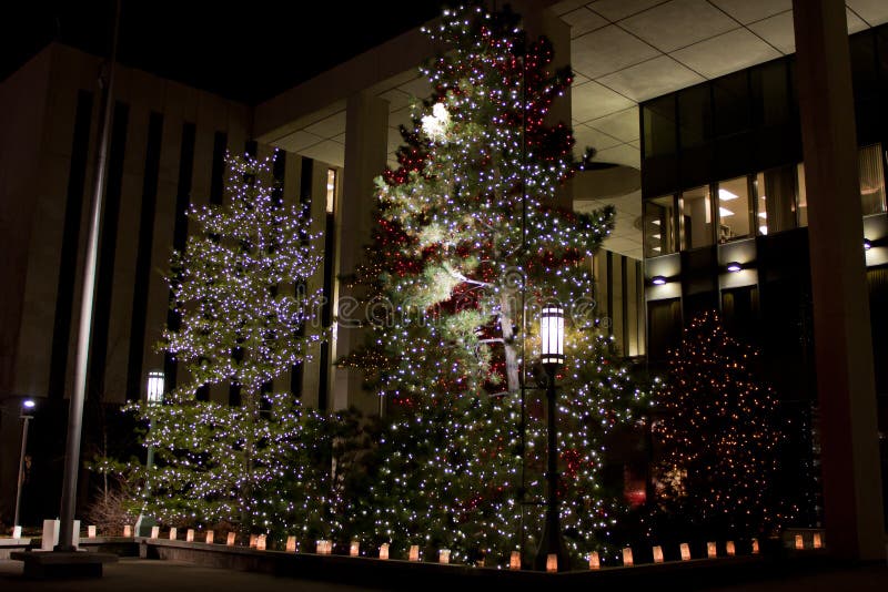 Christmas Trees stock image. Image of mormon, lights - 21174855
