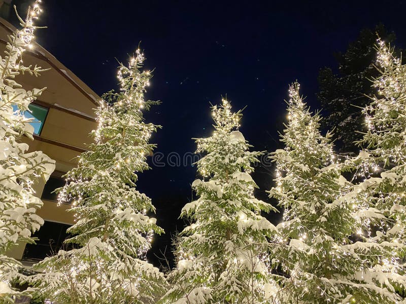 Christmas Trees Decorations at Night Stock Photo - Image of night ...