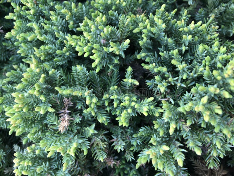 Christmas Trees. Decorative Garden into Shape Stock Photo - Image of ...