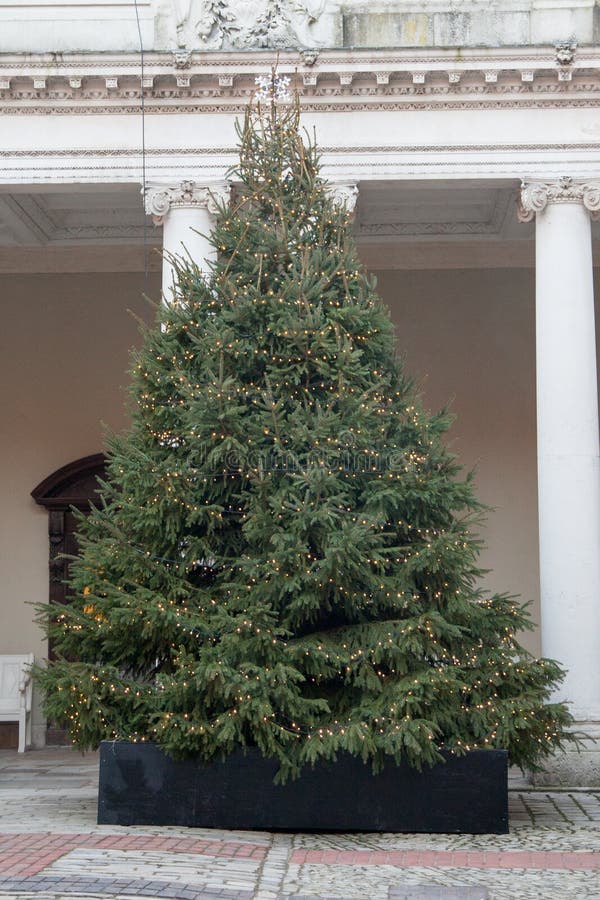 Christmas Trees stock photo. Image of square, outside - 83811612