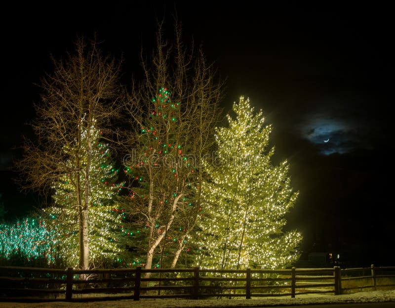 Christmas Trees in the Moonlight Stock Image - Image of seasonal, happy ...