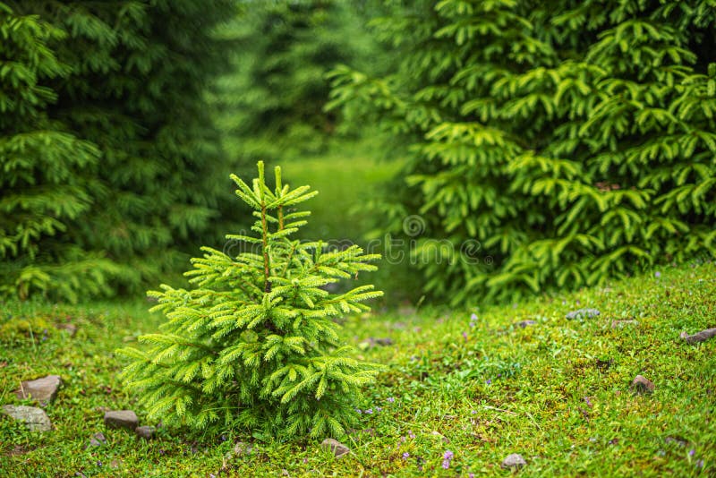 Christmas Trees in the Mountain Forest. Stock Image - Image of macro ...