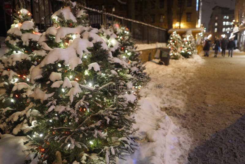 Christmas Trees in Quebec, Canada Stock Photo - Image of château, trees ...