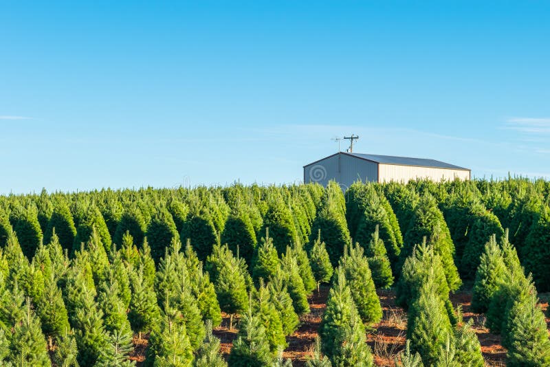 Christmas Trees on the Red Ground in the Farm ,country Side. Stock ...