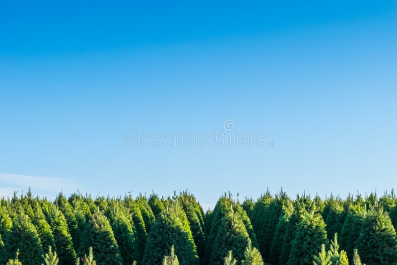 Christmas Trees on the Red Ground in the Farm ,country Side. Stock ...