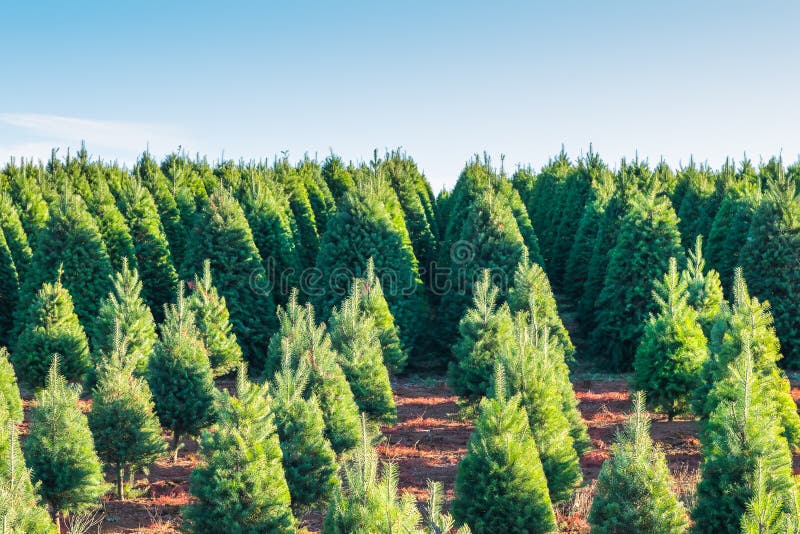 Christmas Trees on the Red Ground in the Farm ,country Side. Stock ...