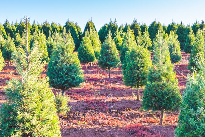 Christmas Trees Red Ground Farm Country Side Stock Photos - Free ...