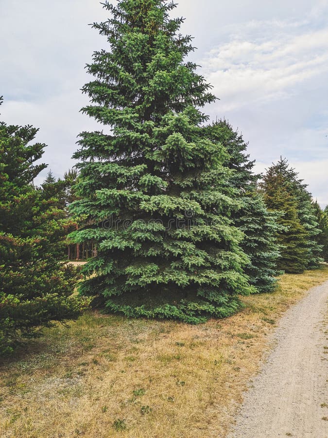 Christmas Trees in a Row. Evergreen Fir Trees in a Park with Pathway ...