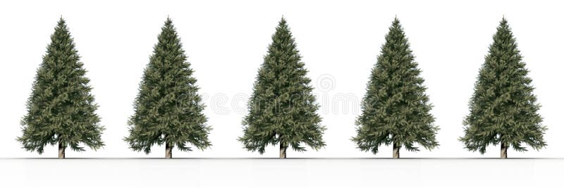 5 Christmas Trees in a Row with White Background Stock Photo - Image of ...