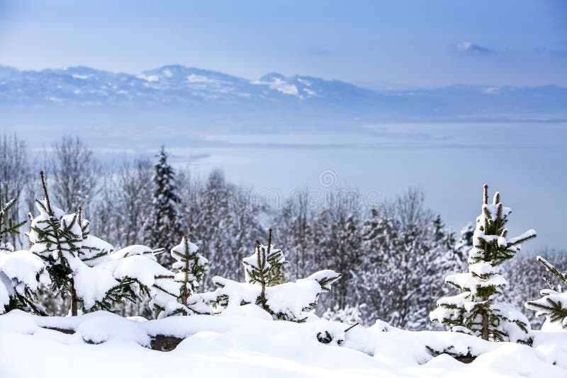 Christmas Trees in the Snow in the Alps Overlooking the Lake in Winter ...