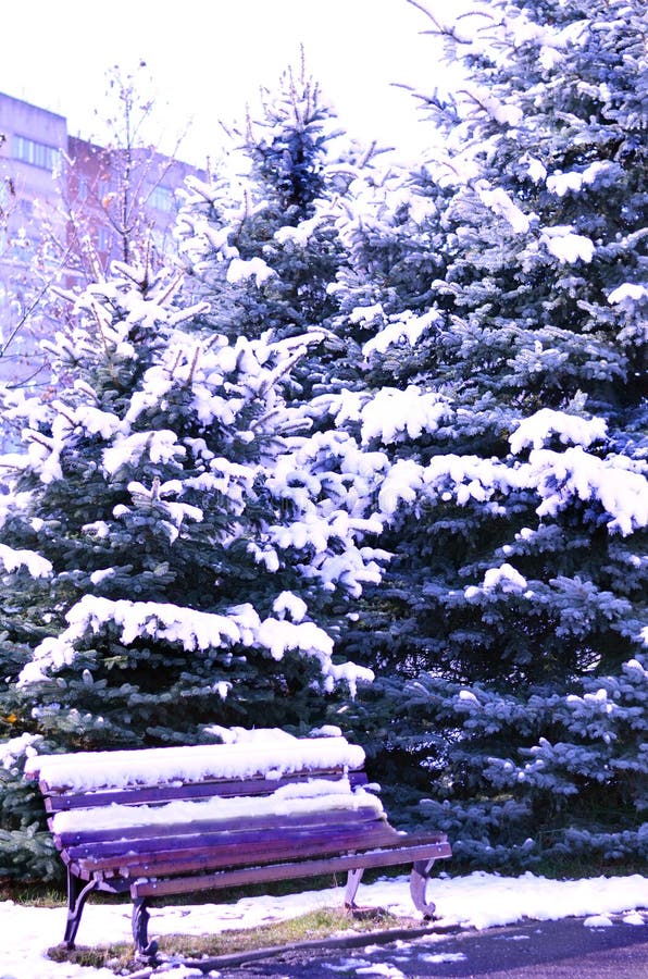 Christmas Trees in the Snow and a Bench Stock Image - Image of blue ...