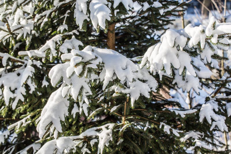 Snow Caps On Grass Pavers In Winter Stock Photo - Image of concrete ...
