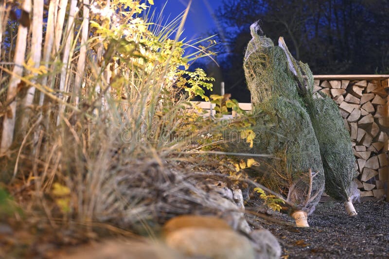 Christmas Trees Wrapped in Netting in Garden Stock Photo - Image of ...