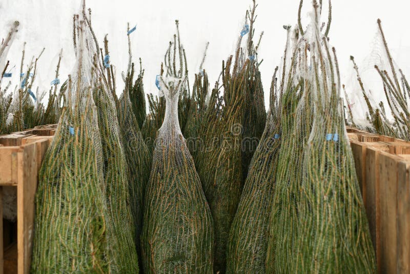 Christmas Trees Wrapped in a Plastic Nets Stock Photo - Image of buying ...