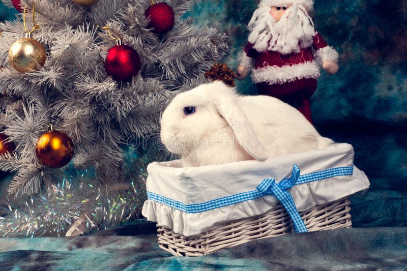 Christmas White Rabbit in the Basket Stock Photo - Image of holiday ...
