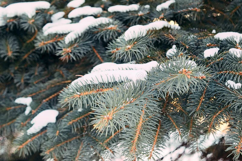 Branches of Blue Spruce with Snow Close-up Stock Photo - Image of ...