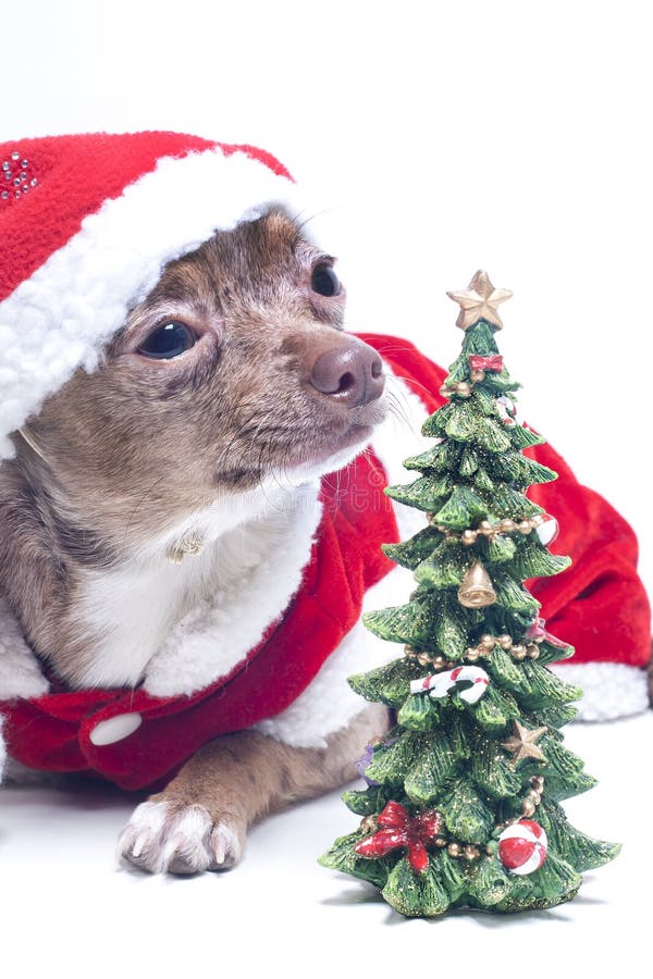 Christmas Xmas dog stock image. Image of curious, funny - 22221037