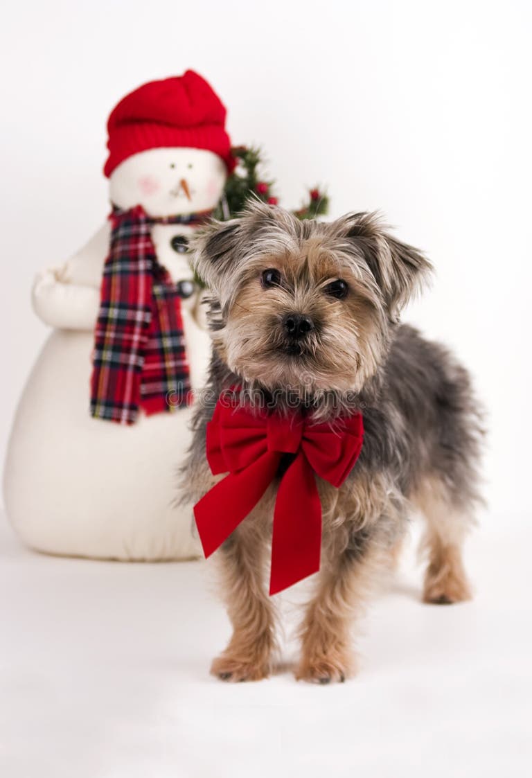 900 Christmas Yorkie Stock Photos - Free & Royalty-Free Stock Photos ...