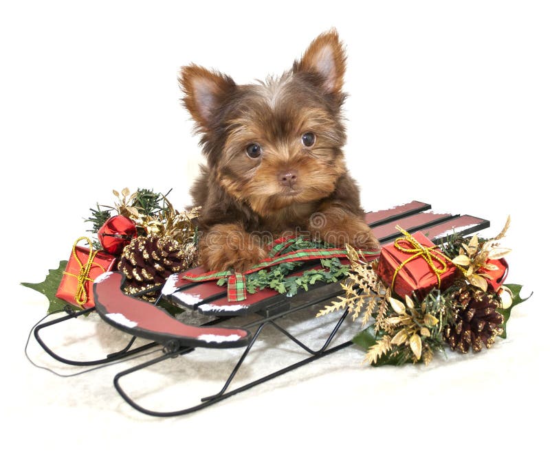 Christmas Yorkie Puppy stock image. Image of canine, sweet - 27325039