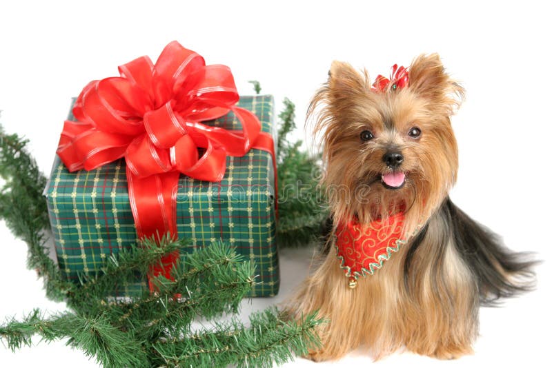 Christmas Yorkshire Terrier Dogs Stock Photo - Image of canine, small ...