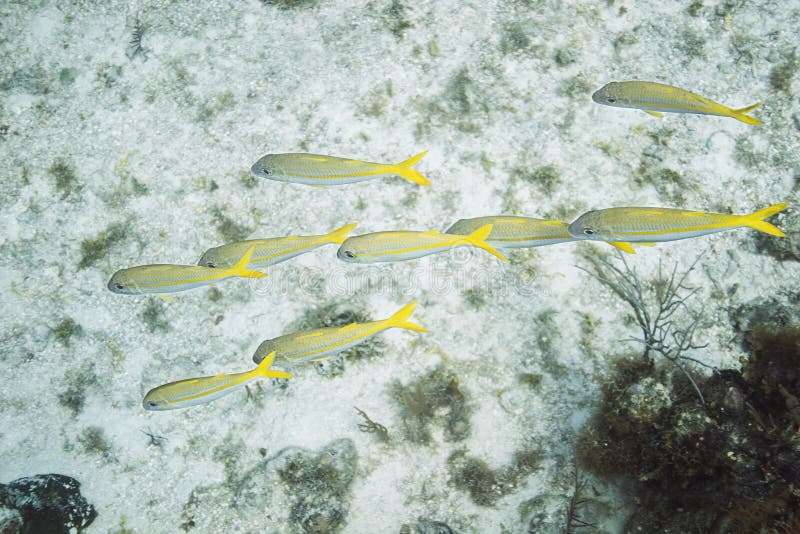 Chromis Cyanea stock photo. Image of nature, syanea, school - 53170966