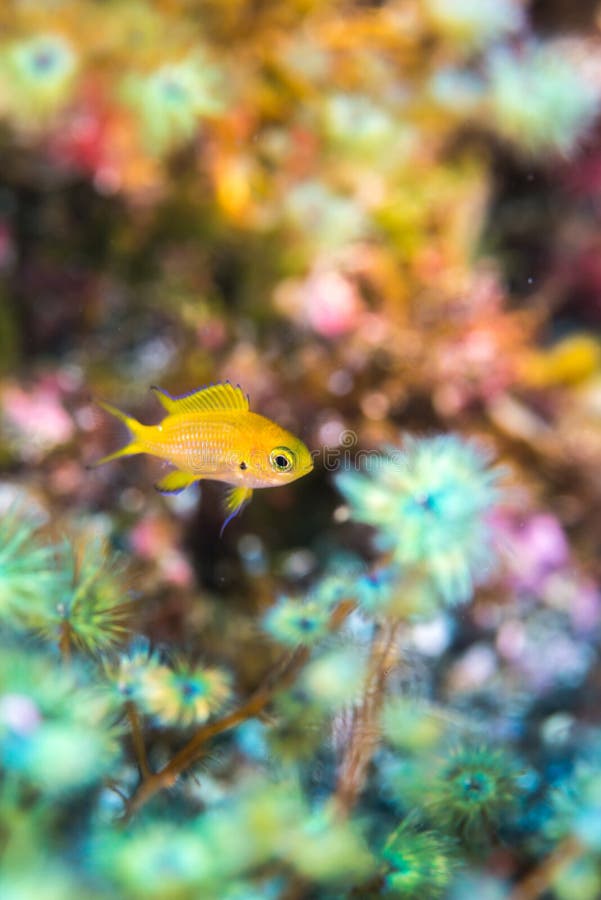 Chromis Da Ordine Sabellida Fotografia Stock - Immagine di corallo ...