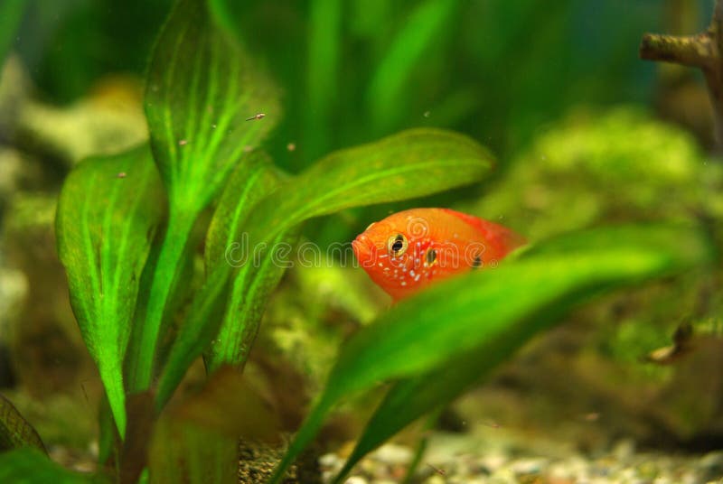 Chromis in a tank with fry stock image. Image of mouth - 26686849