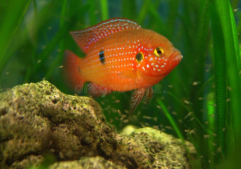 Chromis in a tank with fry stock image. Image of chromis - 26686873