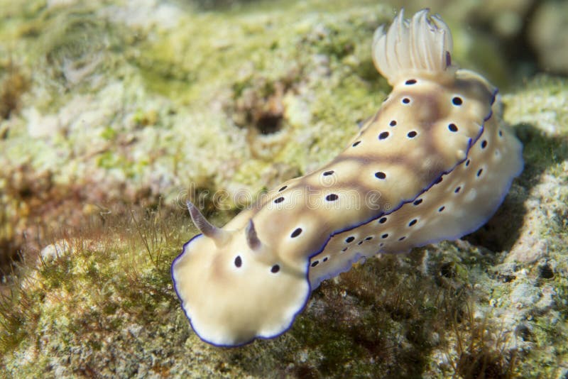 Dotted sea slug stock photo. Image of coral, nature, nudibranch - 15029810