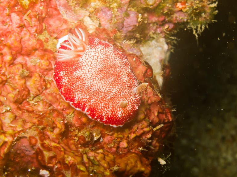 Chromodoris Reticulata Nudibranch Stock Image - Image of undersea, reef ...