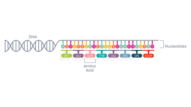 DNA Sequence. Vector Illustration. Can Be Used for Topics Like Biology ...