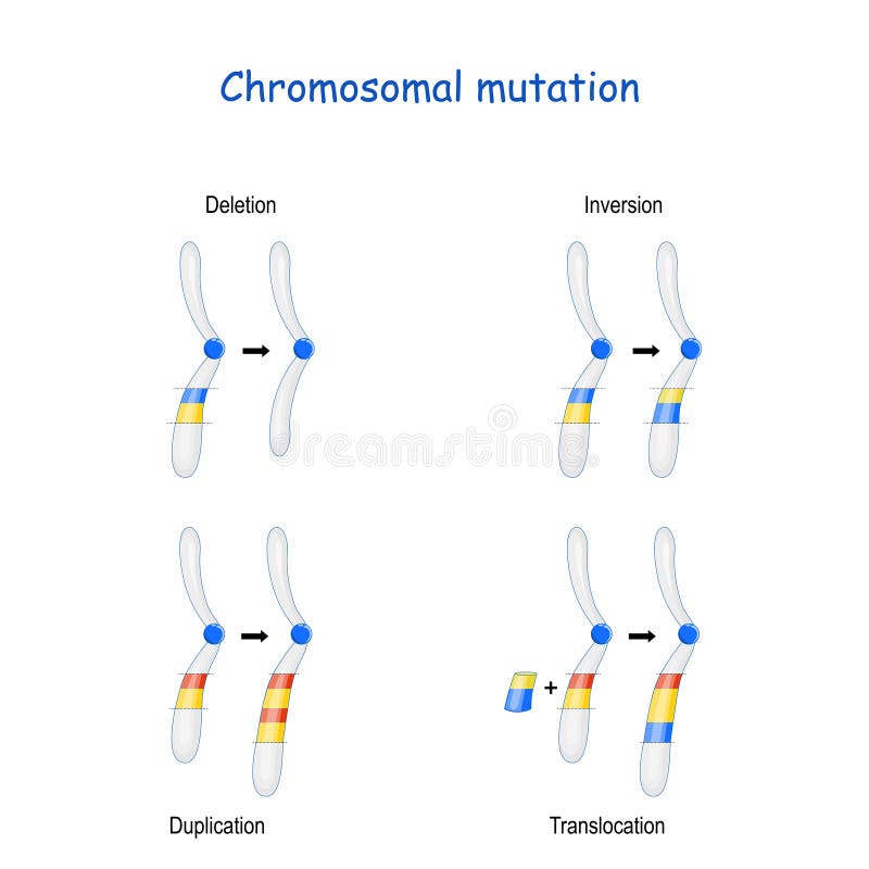 Chromosomal Mutation: Inversion, Duplication, Translocation, Deletion ...