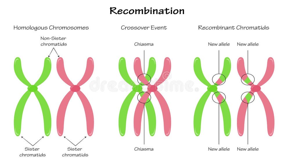 Chromosomal Drawing Stock Illustrations – 43 Chromosomal Drawing Stock ...