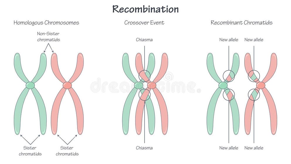 Chromosomal Recombination Educational Illustration Graphic Stock Vector ...