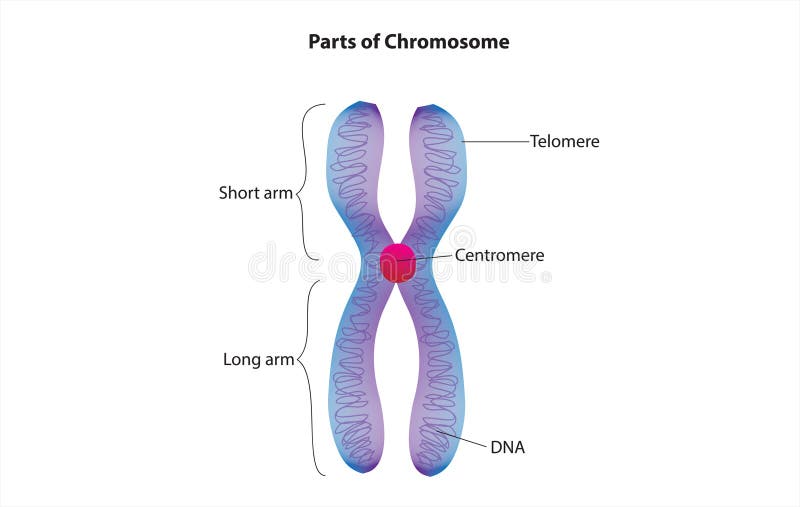 Parts of a chromosome stock vector. Illustration of medicine - 320651423