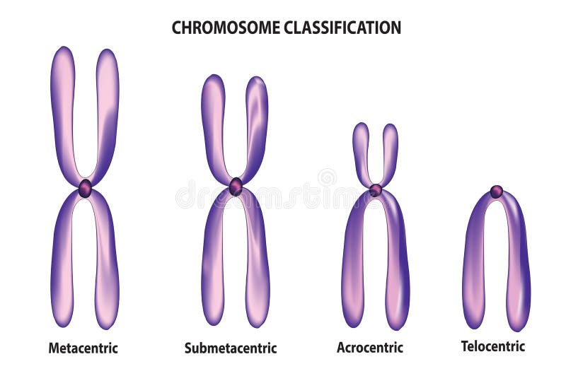 Chromosome Classification stock vector. Illustration of classification ...