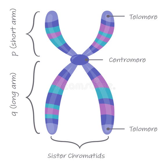 Diagram of Autosome Chromosome Educational Science Graphic Stock Vector ...