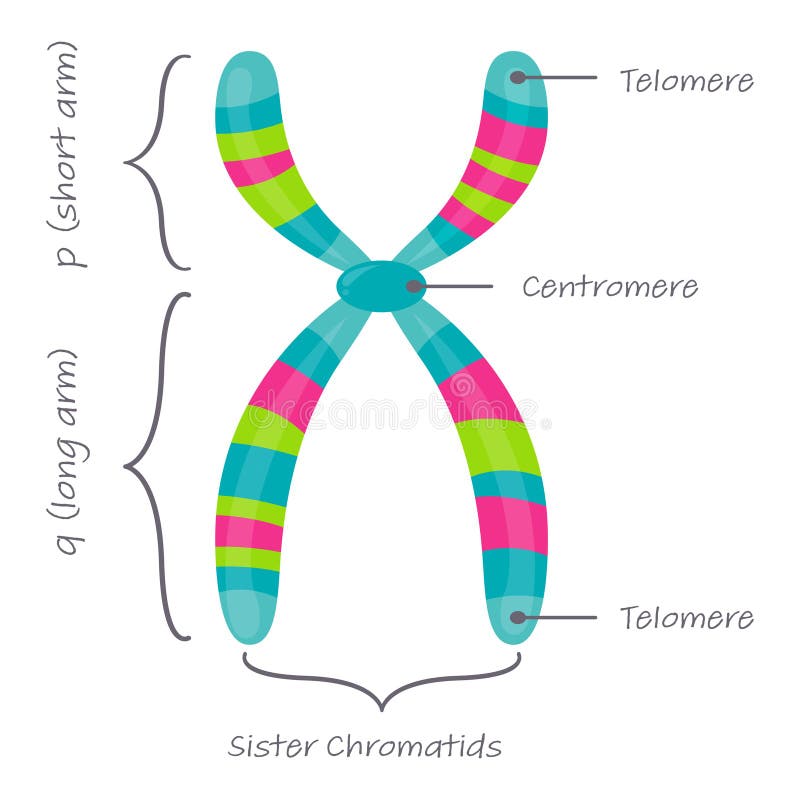 Diagram of Autosome Chromosome Educational Science Graphic Stock Vector ...