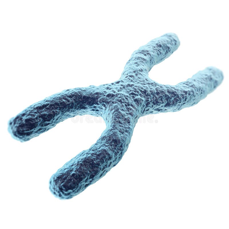 Chromosome Isolated on White Background. with Depth of Field Effect ...