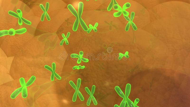 Visible Centromere Stock Illustrations – 7 Visible Centromere Stock ...