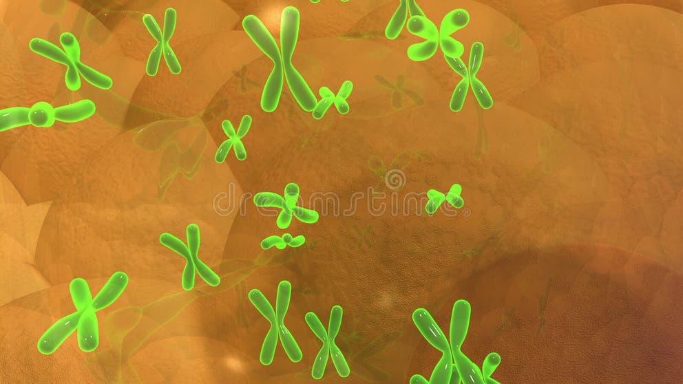 Chromosome Structures Stock Illustrations – 1,097 Chromosome Structures ...
