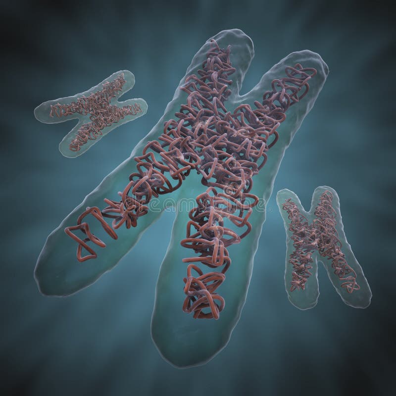 Chromosome X stock illustration. Illustration of guanine - 7069939