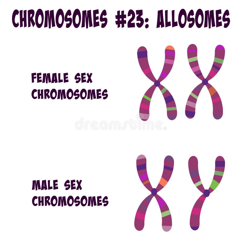 Chromosome Pair Number 23: Sex Chromosomes Call Allosomes Stock Vector ...