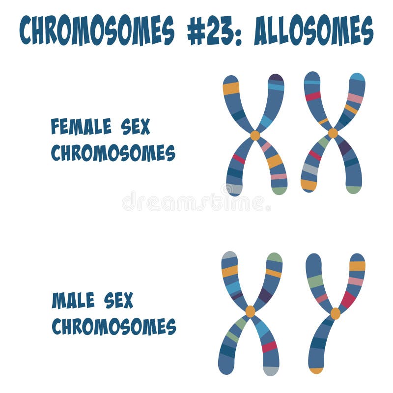 Woman Chromosomes Stock Illustrations 141 Woman Chromosomes Stock