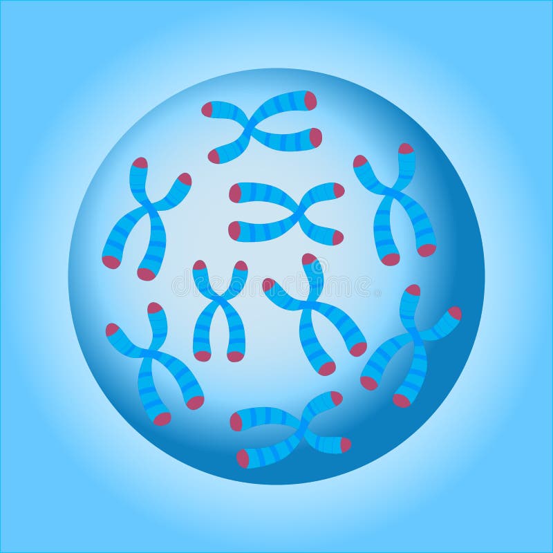 Telomere is the End of a Chromosome Stock Vector - Illustration of ...