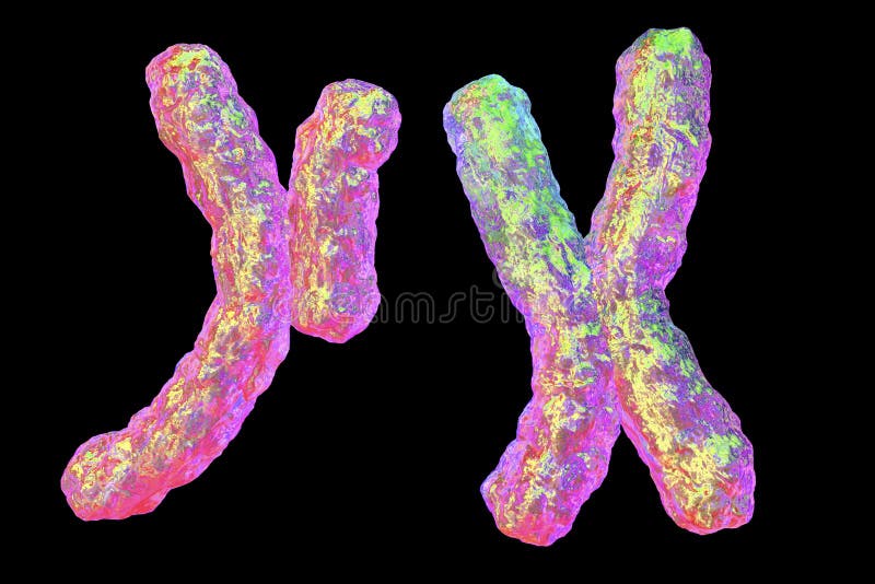 Chromosomes Humains, Illustration Illustration Stock - Illustration du ...