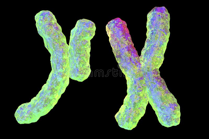 Chromosomes Humains, Illustration Illustration Stock - Illustration du ...