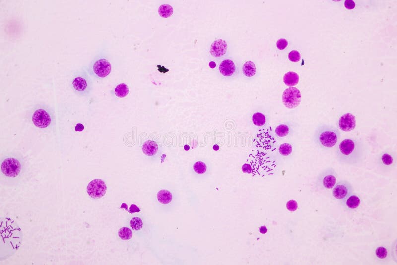 Chromatin Structure Stock Photos - Free & Royalty-Free Stock Photos ...